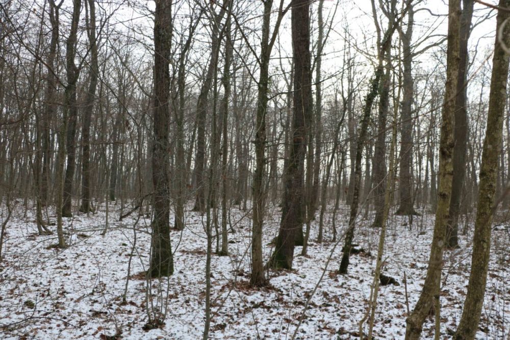 Forêt Genève - Association propriétaires forestiers - Profil de la forêt